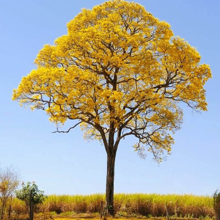 Ipê amarelo: conheça a árvore-símbolo do Brasil - Plantando Árvores ...